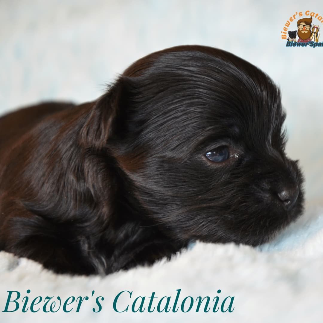Nuestro primer Colorful Black Yorkshire terrier. – Biewer's Catalonia ...